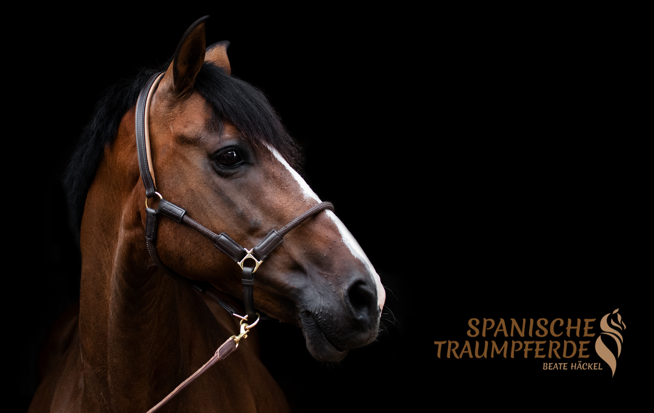 LUCERO, Andalusier, Wallach - Spanische Traumpferde